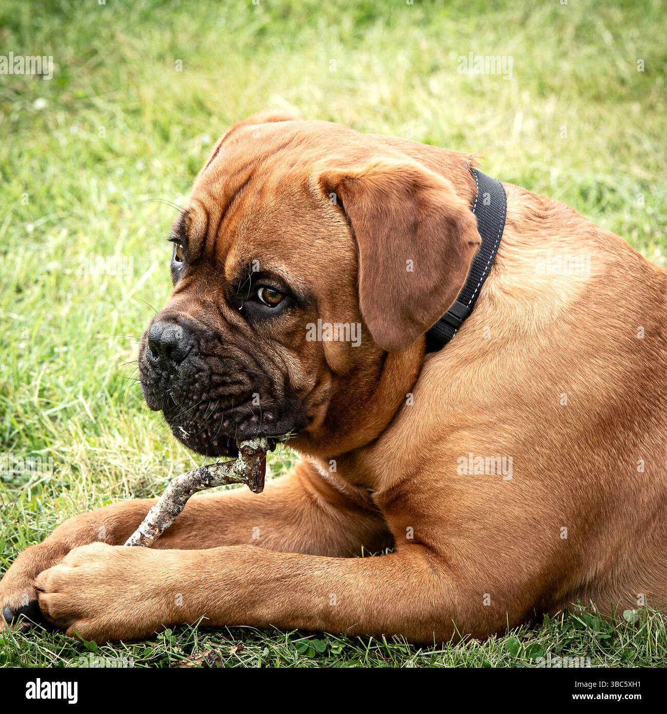 Douge de Bordeaux Stock Photo - Alamy