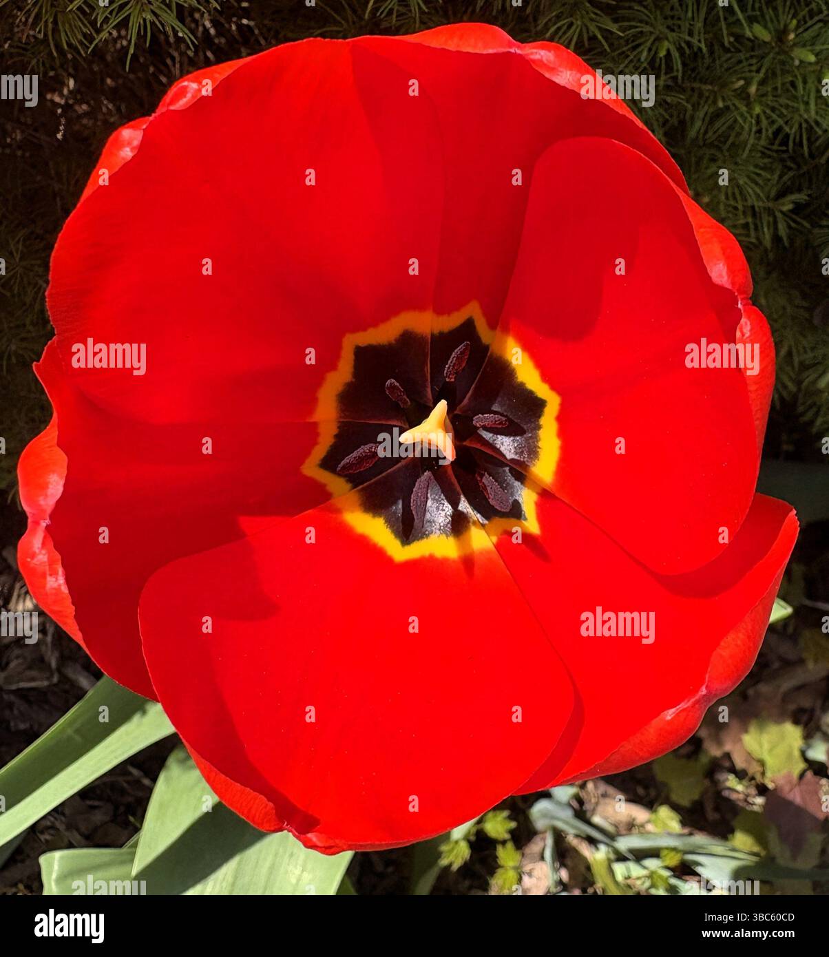 A closeup of the inside of a tulip flower head showing the vibrant and ...