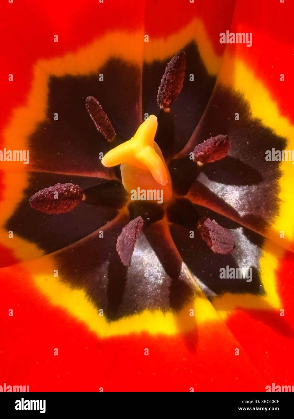 Extreme closeup of the inside of a tulip flower head showing the ...