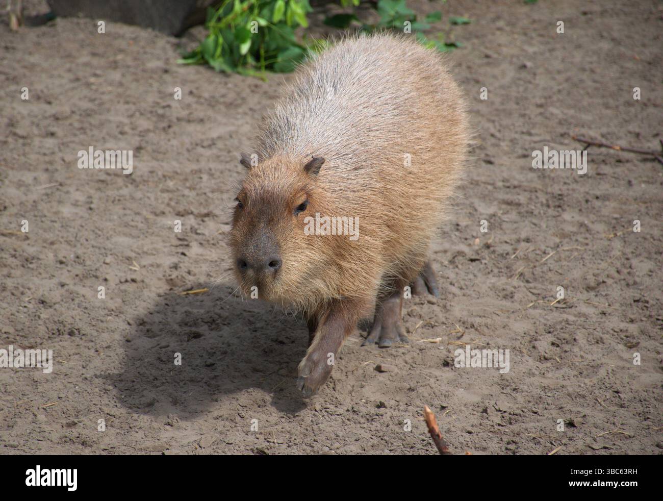 A capybara (Hydrochoerus hydrochaeris), the worlds largest rodent ...