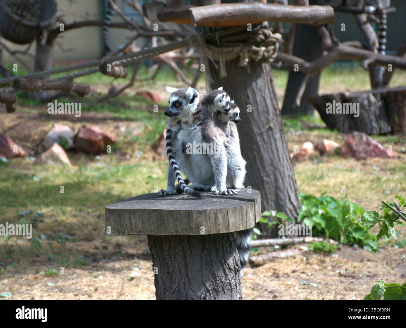 Lemur moment hi-res stock photography and images - Alamy