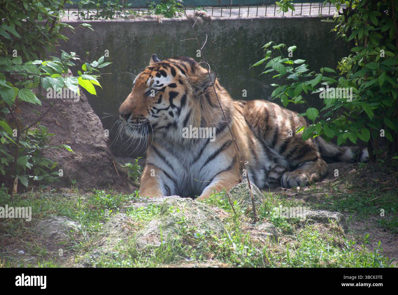 Tiger rests in enclosure hi-res stock photography and images - Alamy