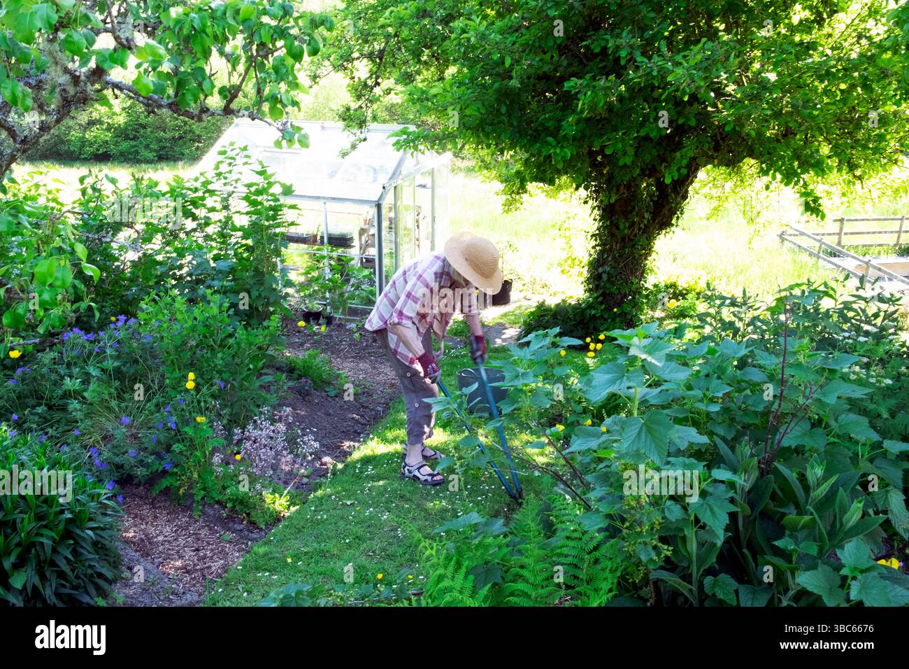 Older woman wearing straw hat using clippers clipping edge of garden ...