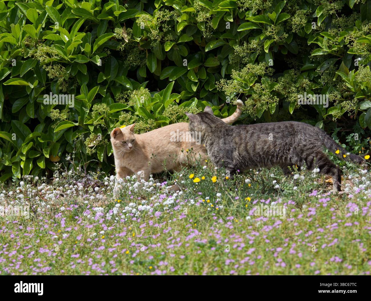 Tabby and ginger cats prowling through wild flowers at the Roman ...