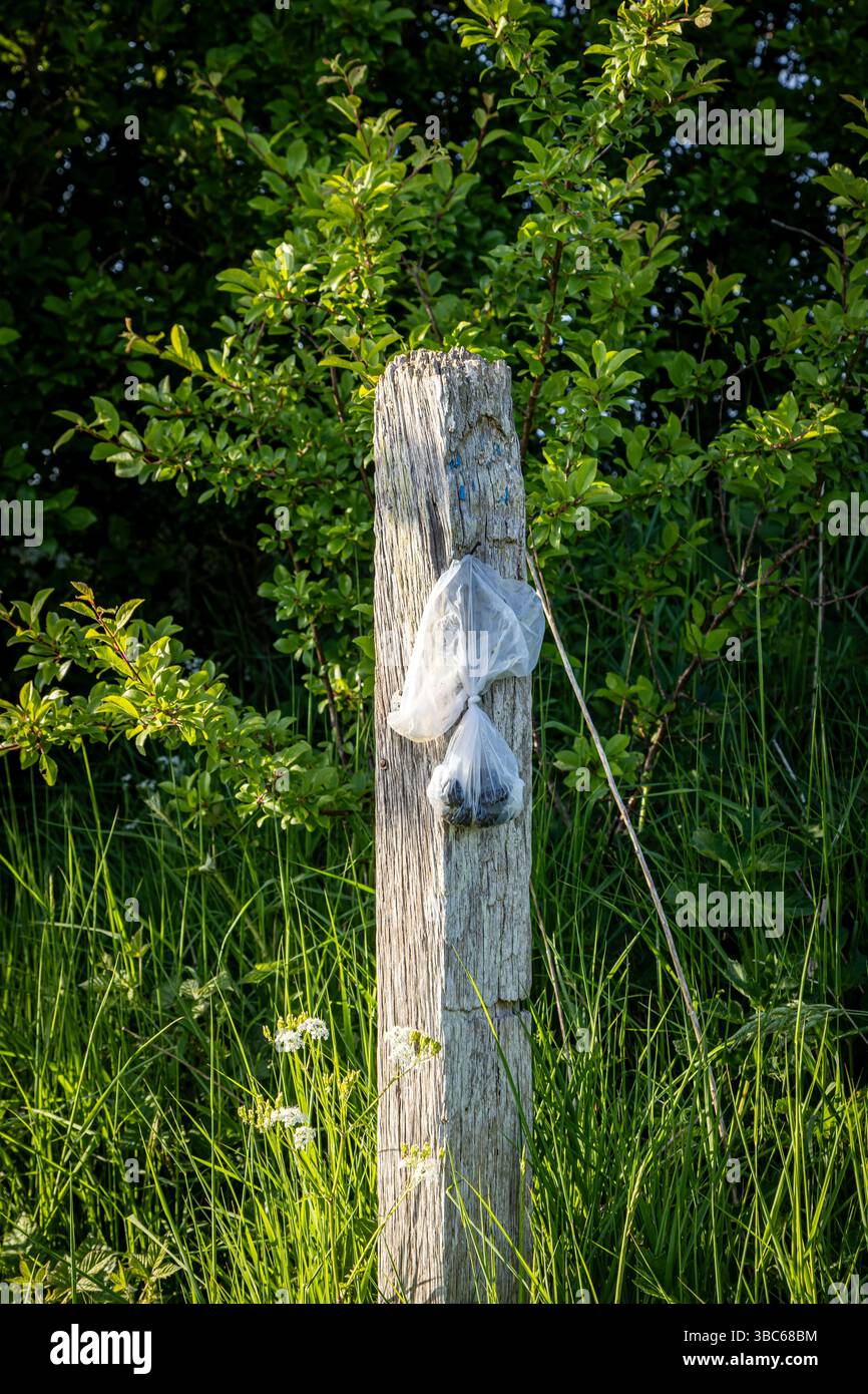 A fence post in rural Sussex with a bag of dog poop left hanging on it ...