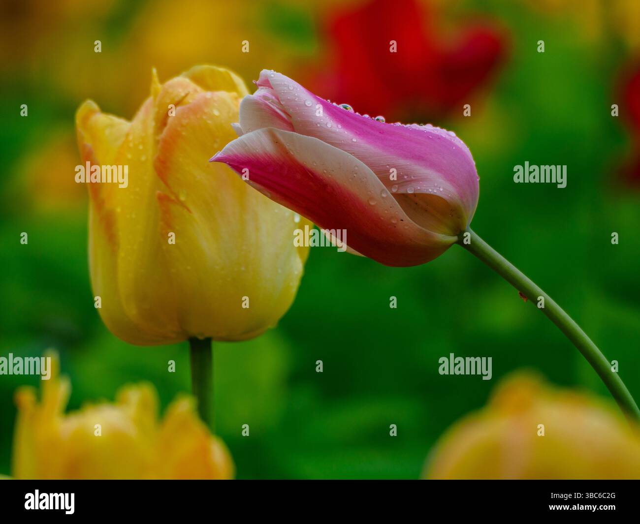 Ottawa canada high resolution hi-res stock photography and images - Alamy