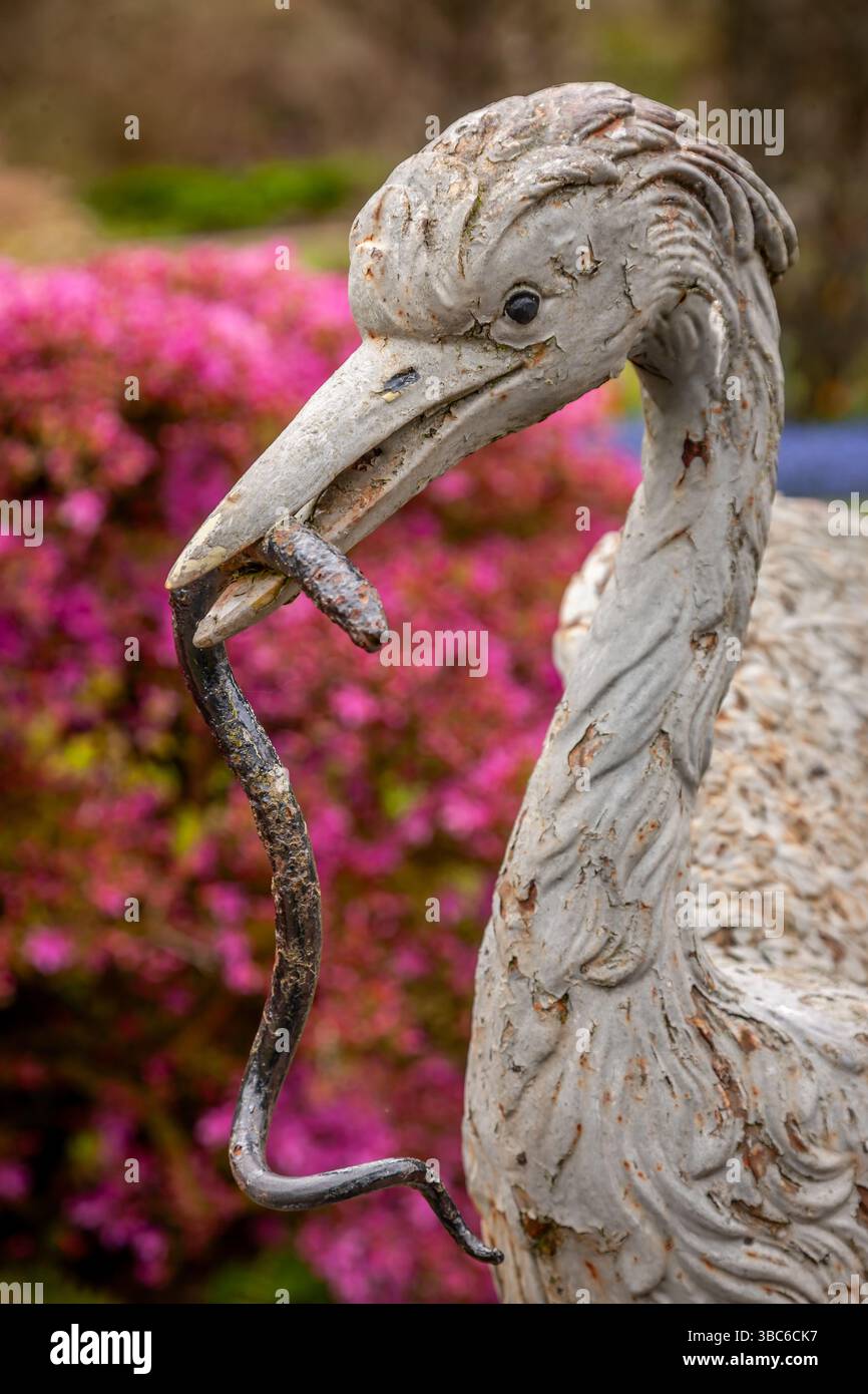 Heron and Eel, Arlington Court, Devon, England, UK Stock Photo - Alamy