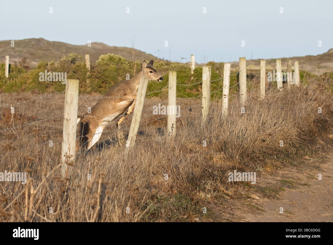 For the first time in 150 years, Point Reyes will be almost empty of ...