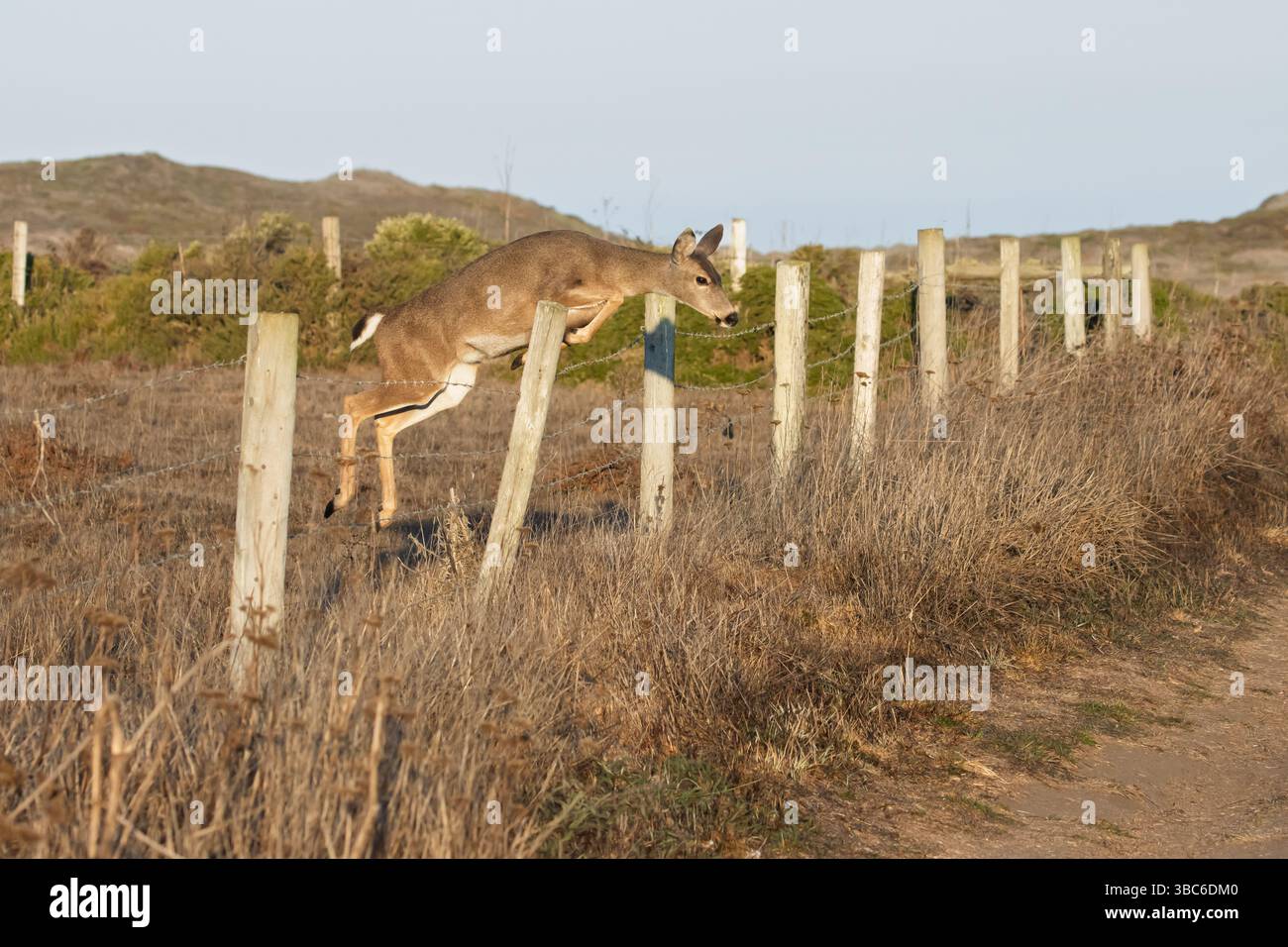 For the first time in 150 years, Point Reyes will be almost empty of ...