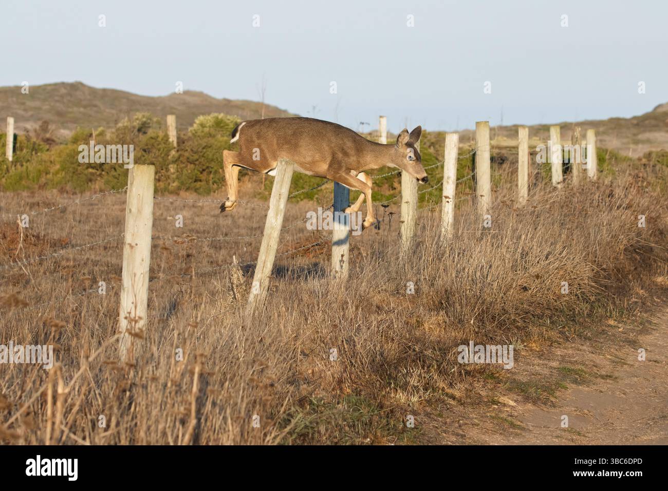 For the first time in 150 years, Point Reyes will be almost empty of ...
