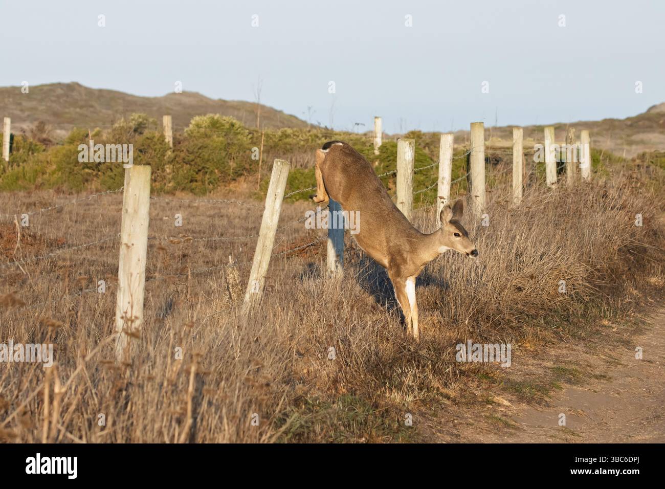 For the first time in 150 years, Point Reyes will be almost empty of ...