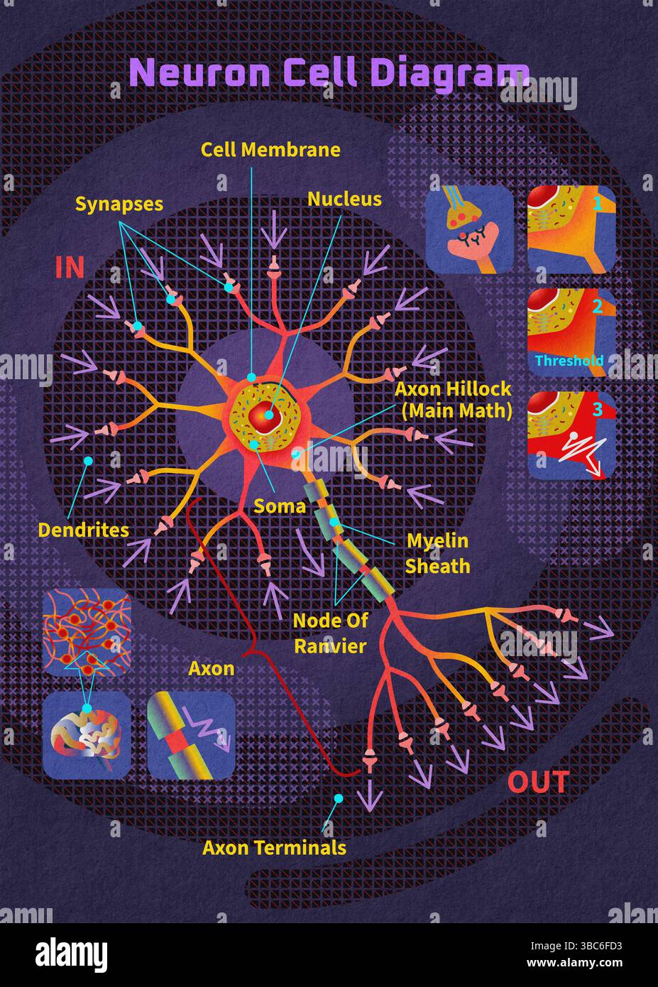 Detailed educational neuroscience diagram of neuron cell showing axon hillock dendrite structure ...