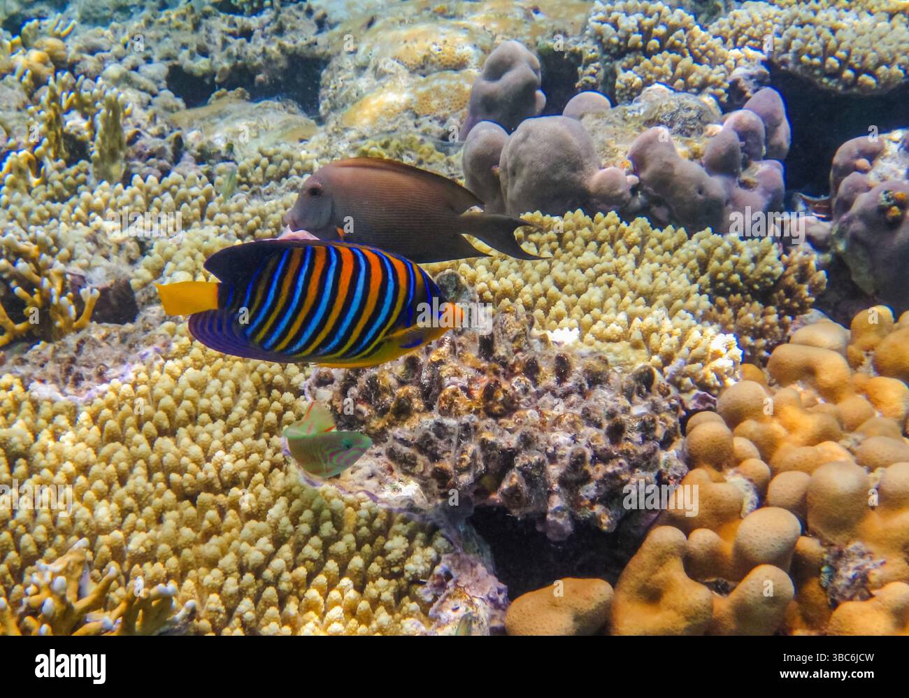 Royal angelfish (Pygoplites diacanthus) in the Red Sea, Egypt Stock ...