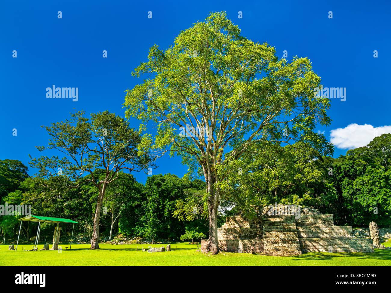 Stepped Maya pyramid stands beneath trees in the Great Plaza at Copan ...