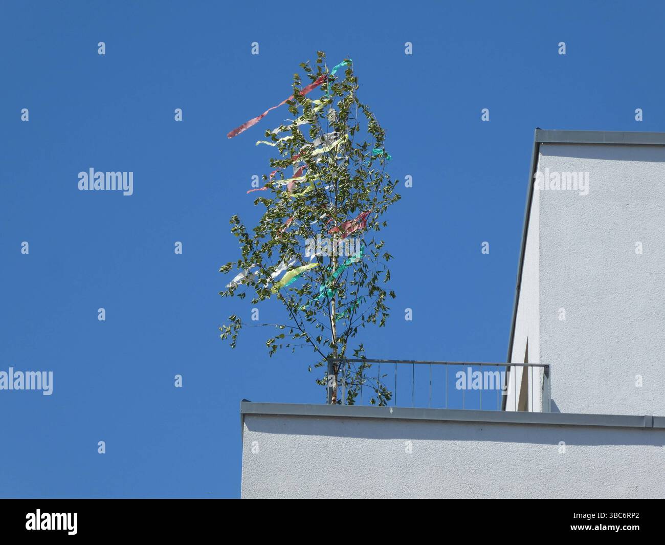 Maibaum auf der Terrasse eines Hauses vor blauem Himmel - ein mit ...