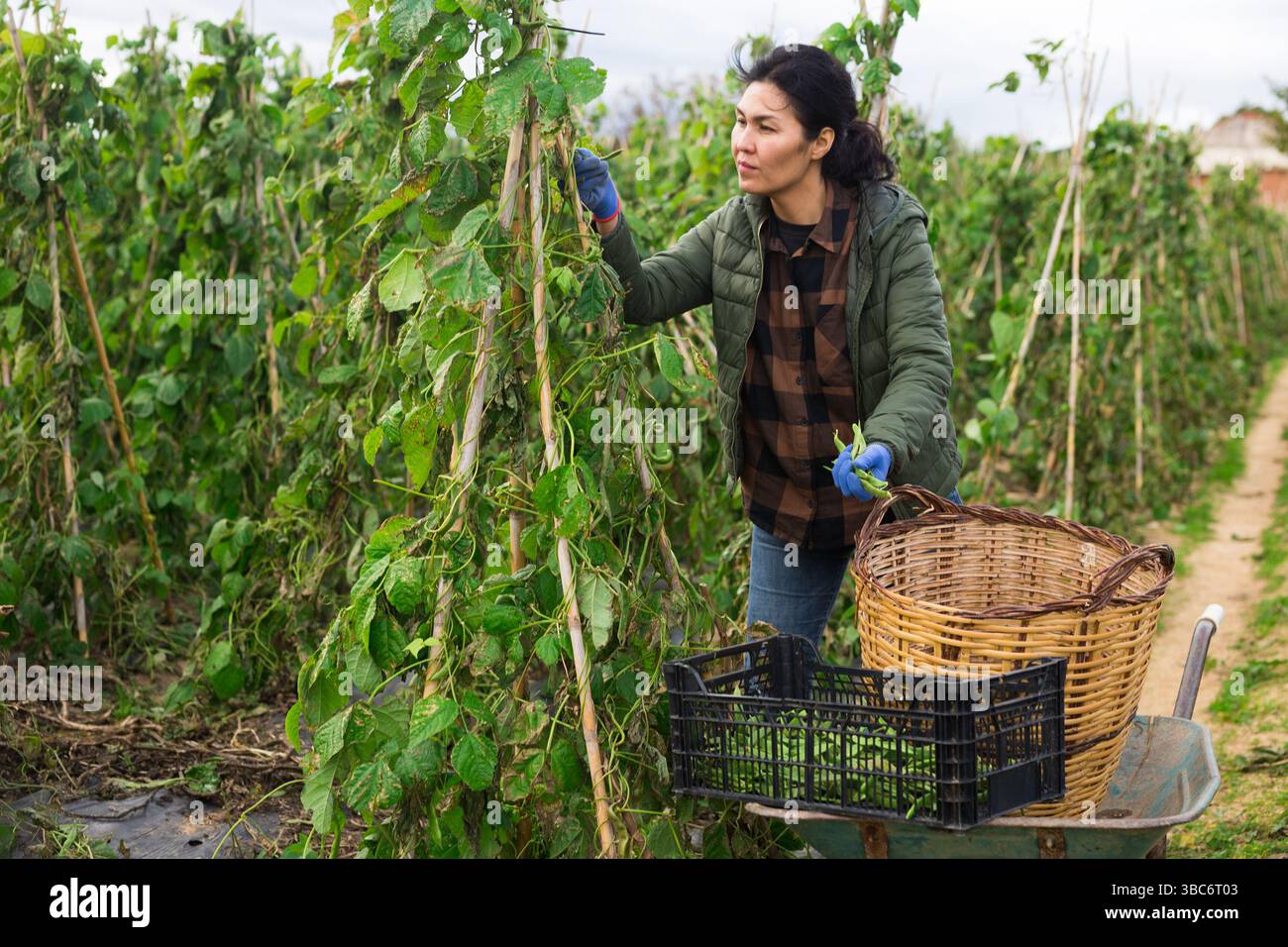Seed collecting person hi-res stock photography and images - Alamy