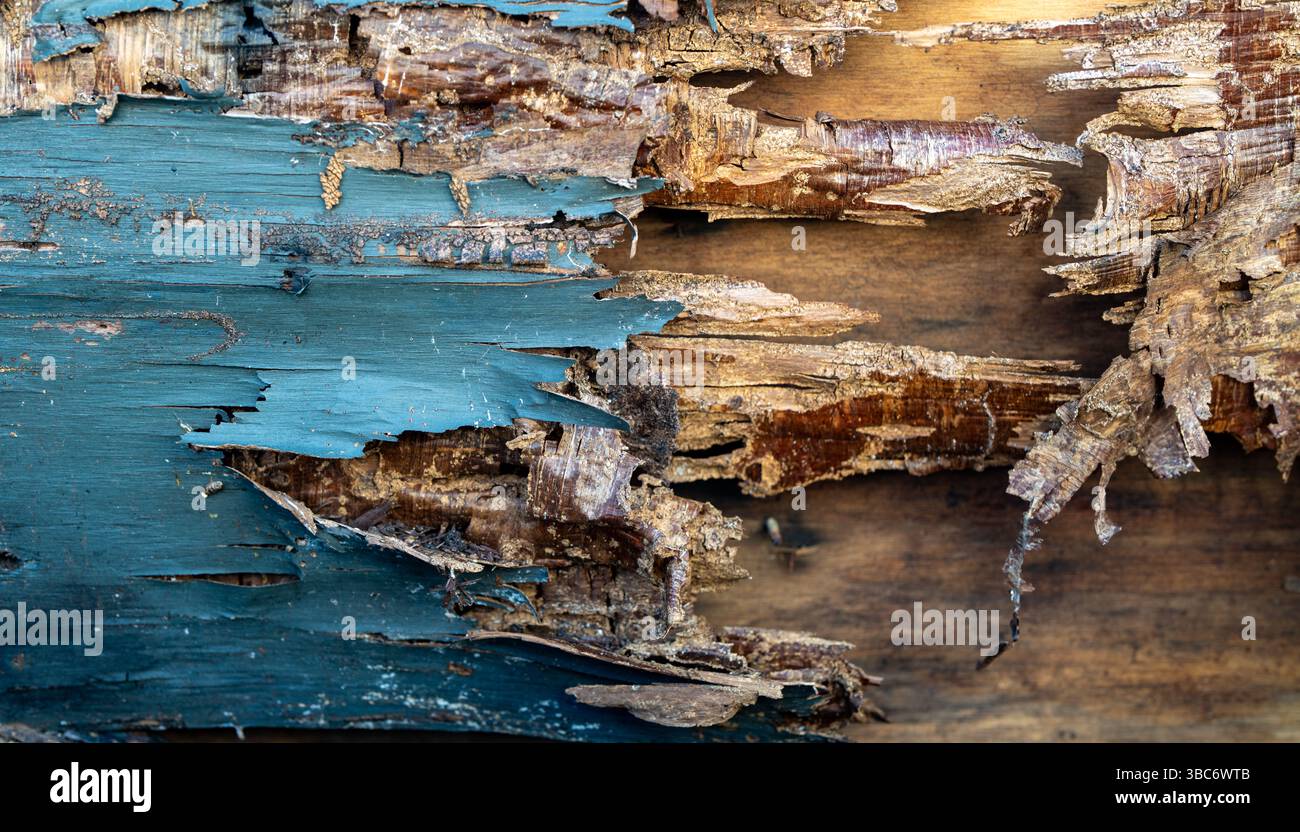 Termite damage affects structural integrity. A termite eats through ...