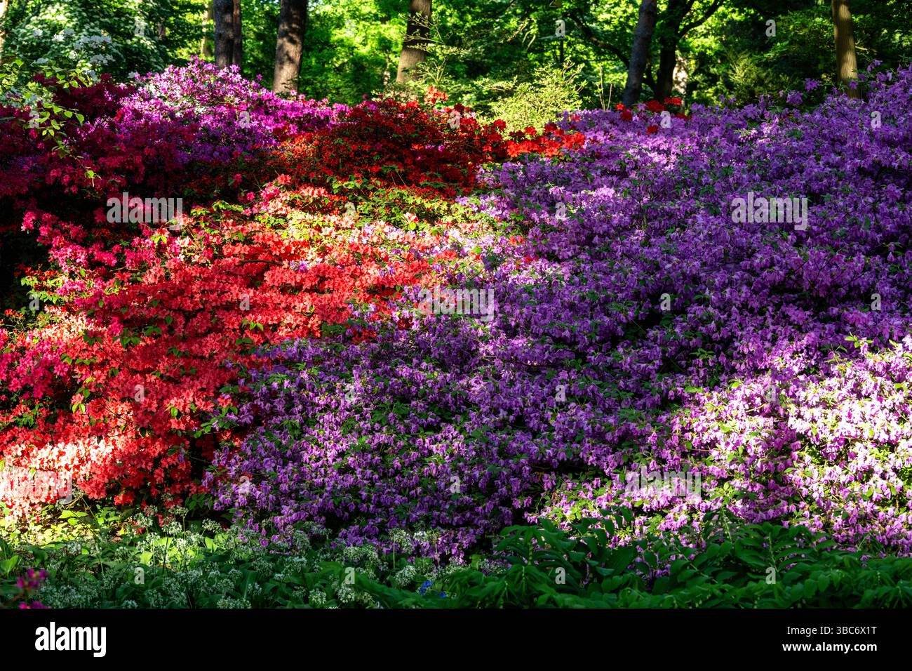 Grsster Rhododendronpark Deutschlands