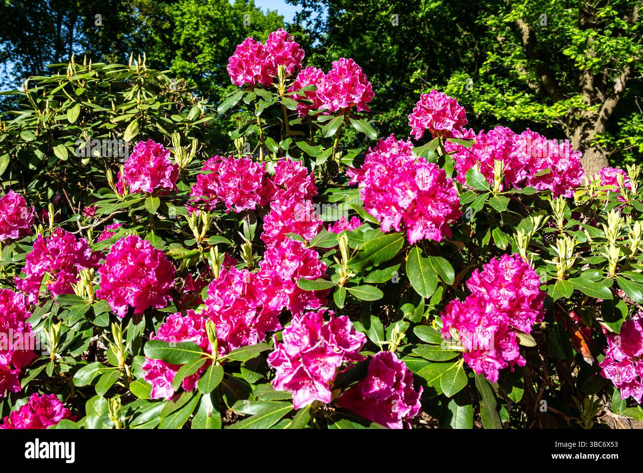 Grsster Rhododendronpark Deutschlands