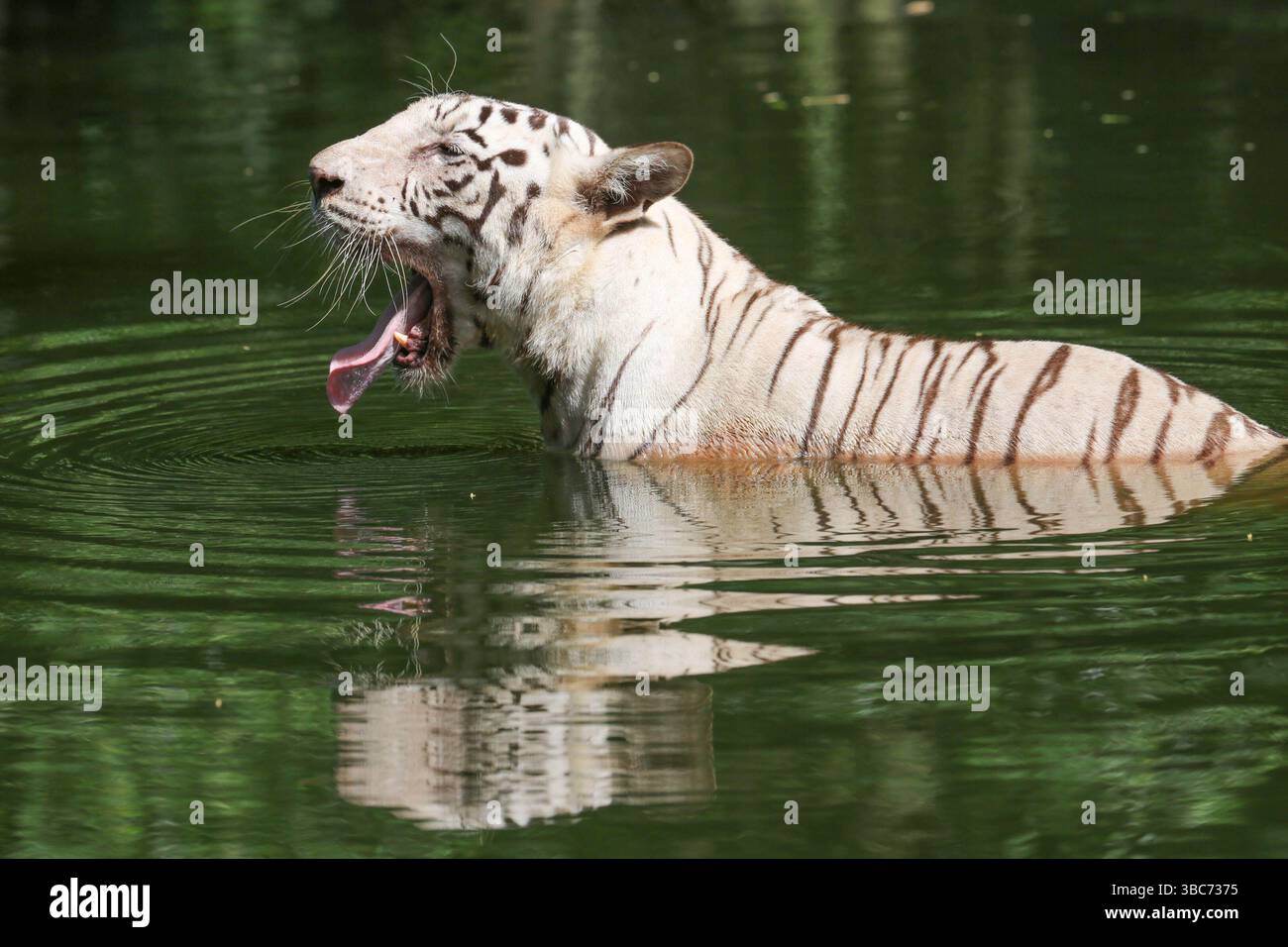 A White Bengal tiger (Panthera tigris tigris) from India is resting in ...