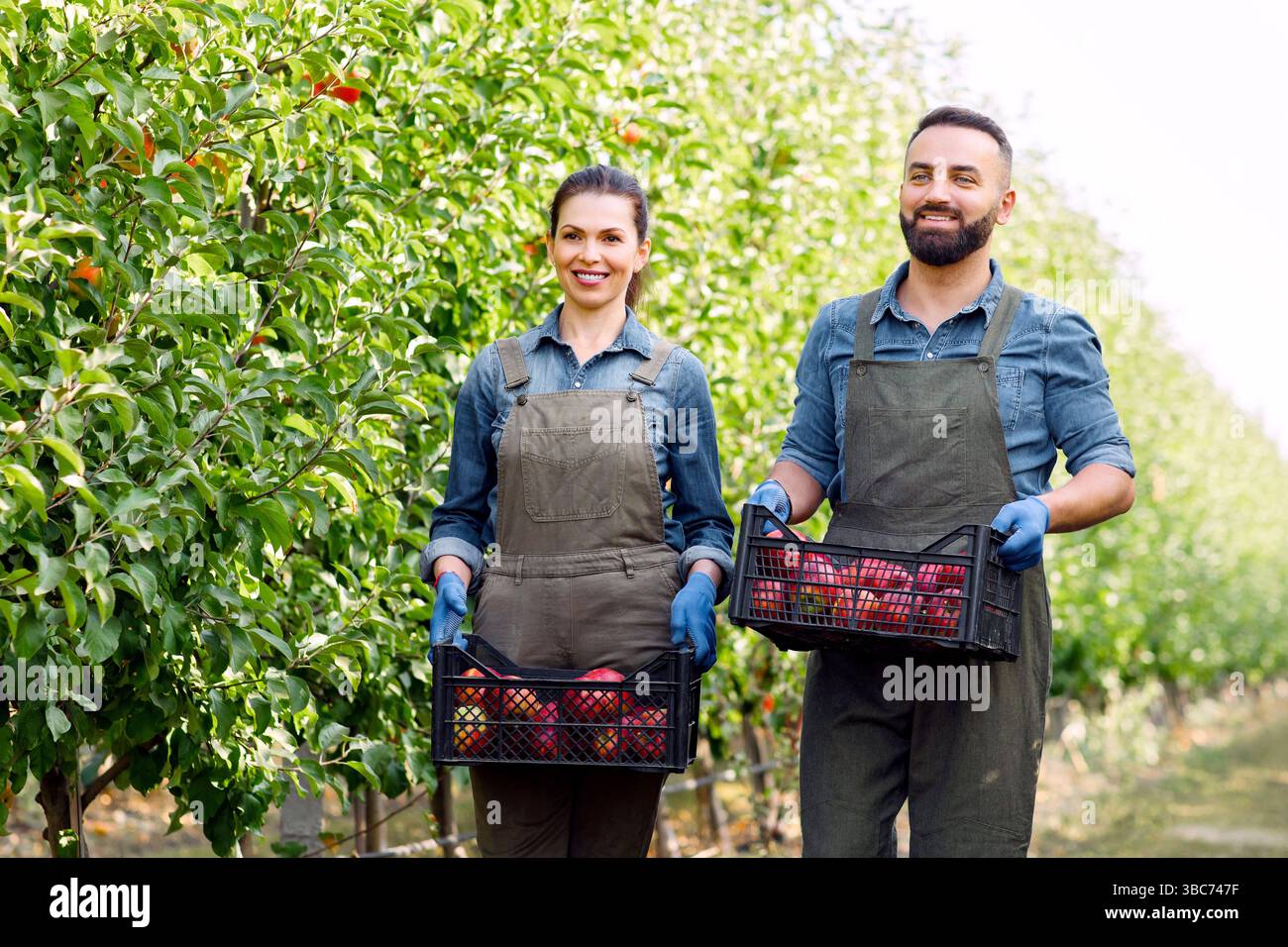 Healthy food, farmer picking fruits in orchard Stock Photo - Alamy