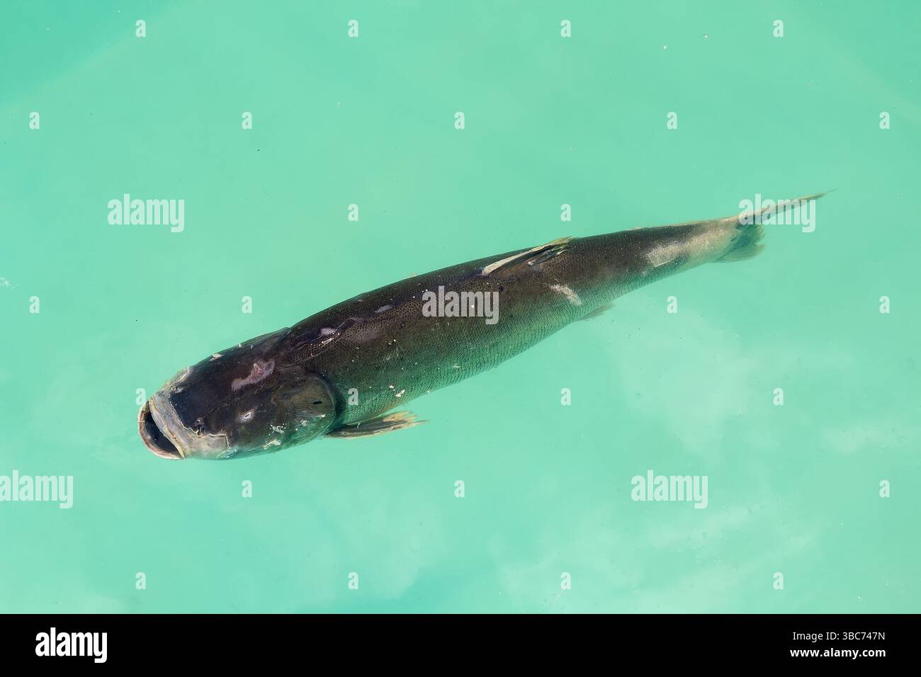 Carp swims in a pool on a fish farm. Fish Stock Photo - Alamy