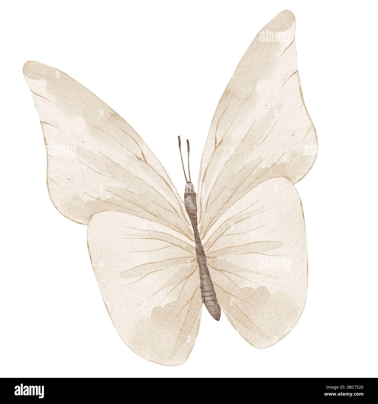 Watercolor illustration of a soft beige Butterfly with delicate wings ...