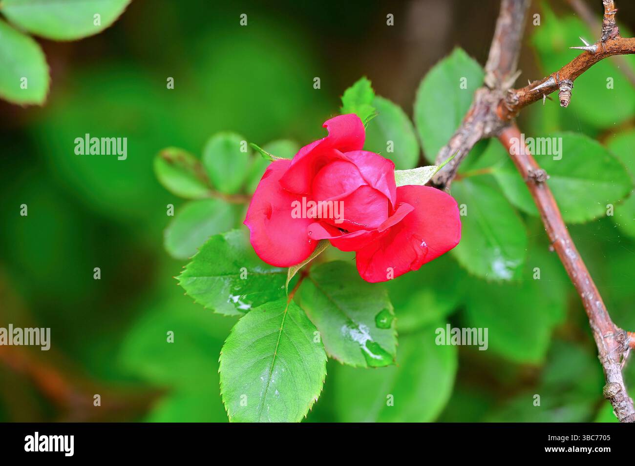 Rose with rain on its petals and leaves. Captured using the focus ...
