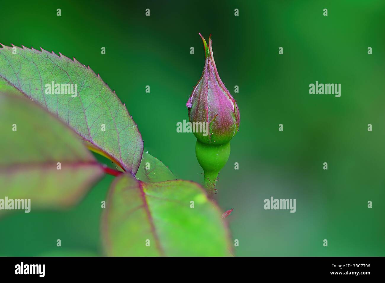 Rose Bud prior to blooming. Captured using focus stacking method Stock ...