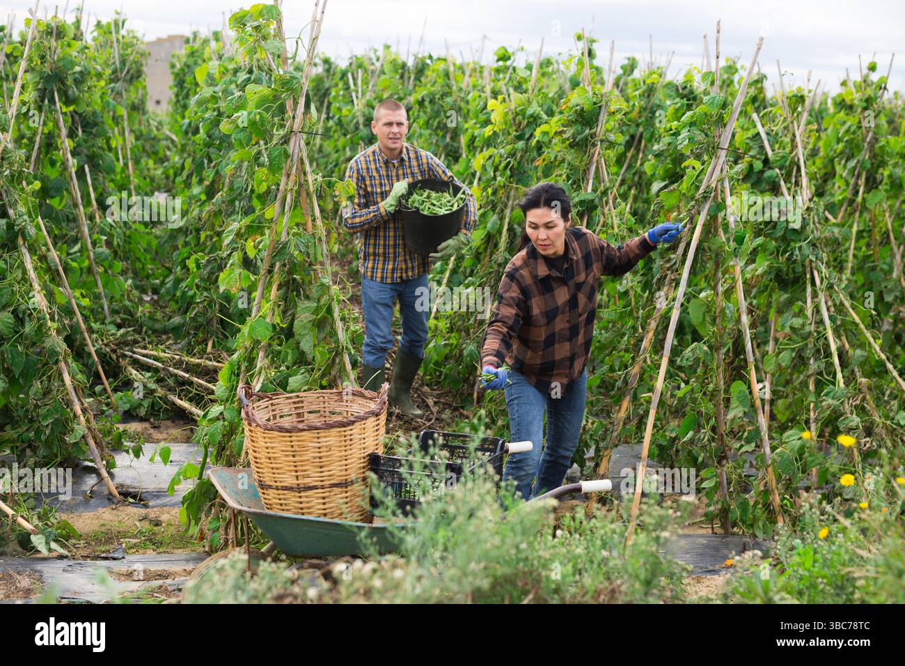 Couple of farmers harvesting beans at a farm Stock Photo - Alamy