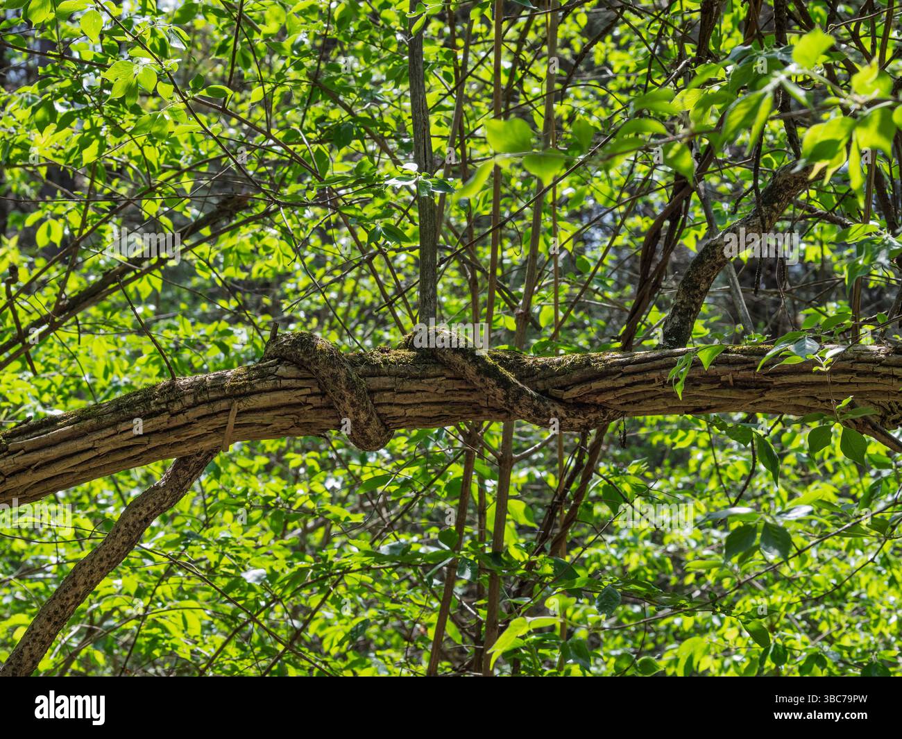 A uniquely twisted branch resembles a snake, winding through tangled ...