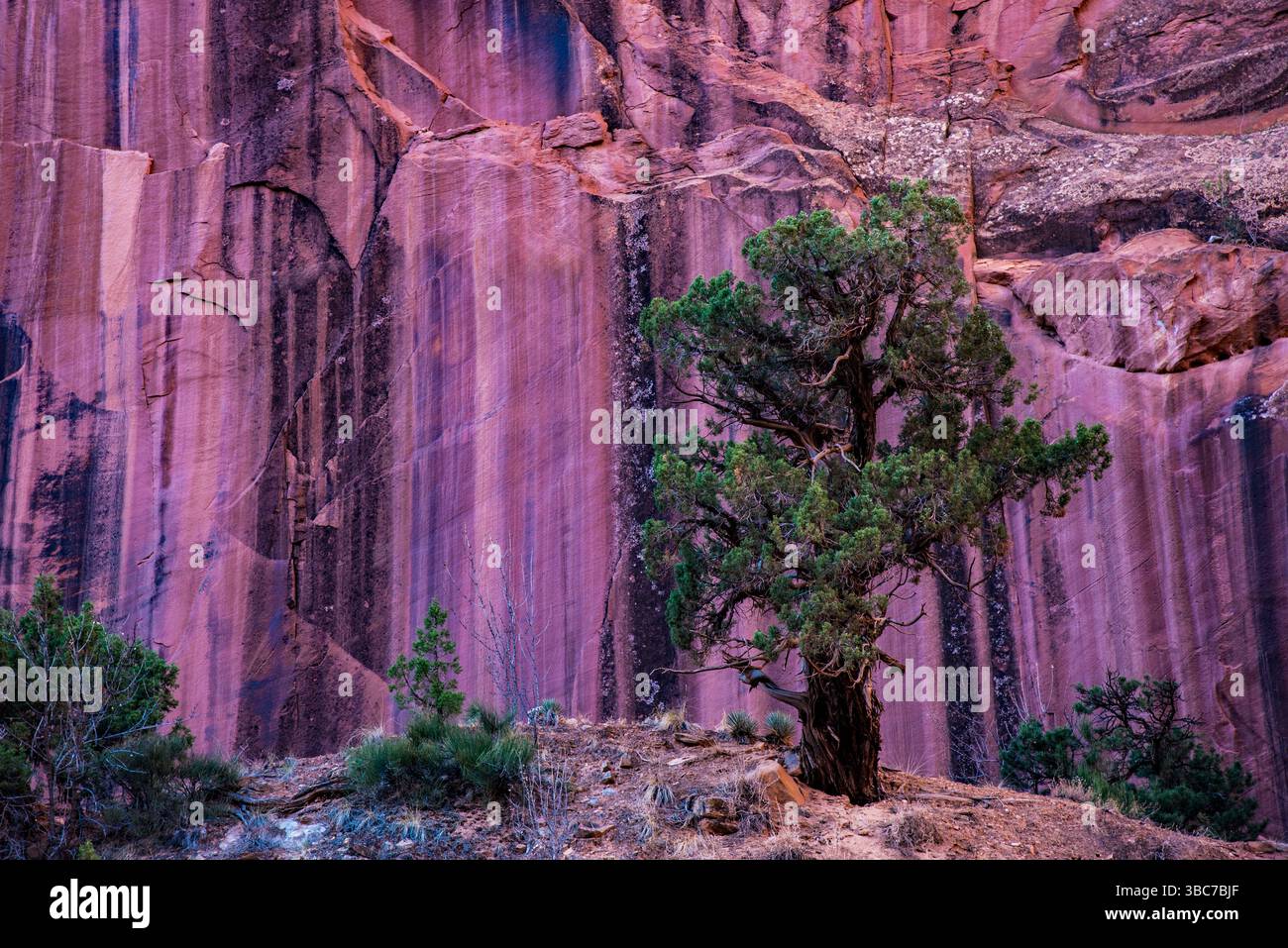 Scenes from Capitol Reef National Park in Utah, USA. It is one of five ...