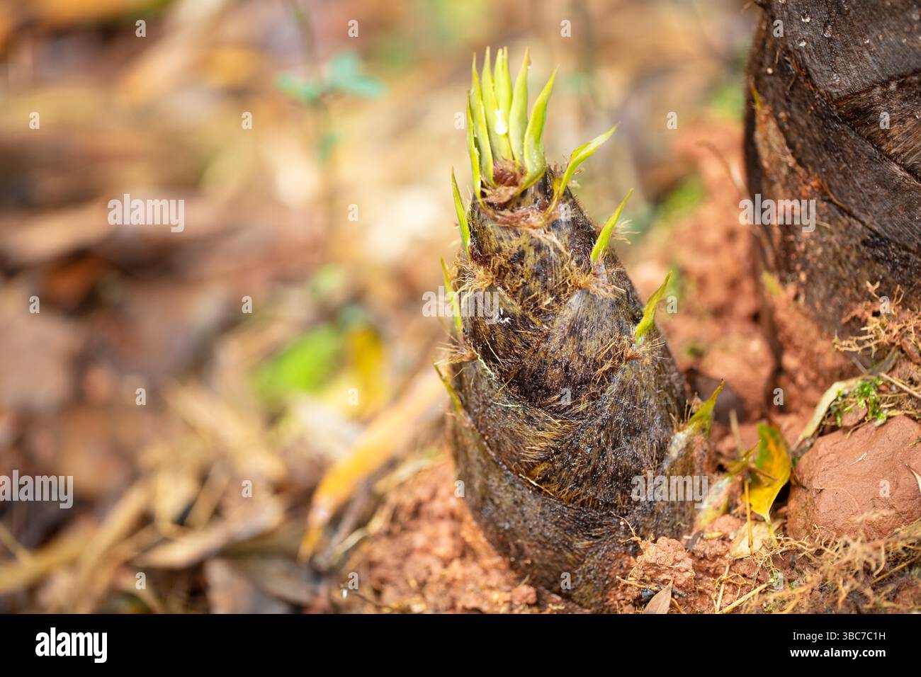 spring bamboo shoots in the bamboo forest Stock Photo - Alamy