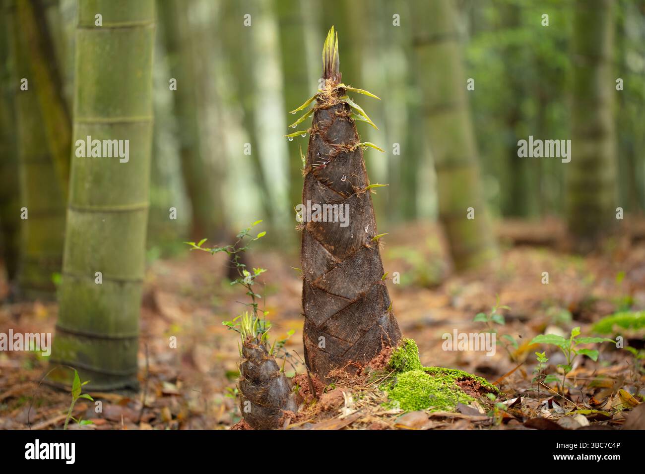 spring bamboo shoots in the bamboo forest Stock Photo - Alamy