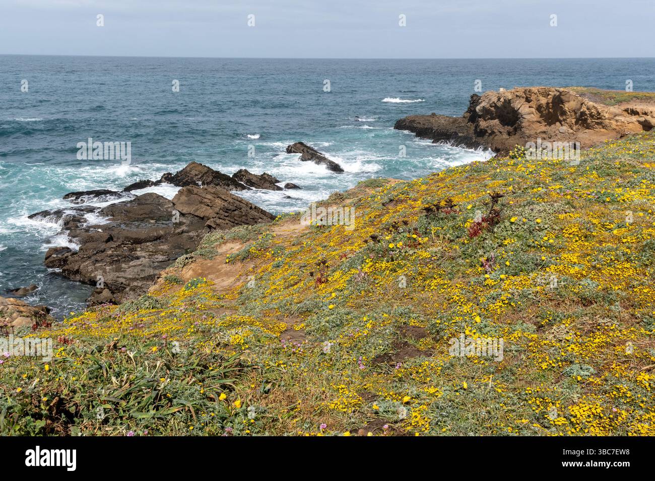 Yellow flowers at Salt Point State Park in the spring, Jenner, CA, USA ...