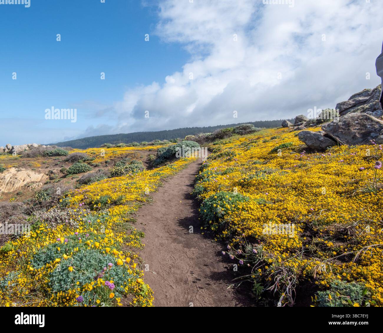 Path at Salt Point State Park in the spring, Jenner, CA, USA, featuring ...