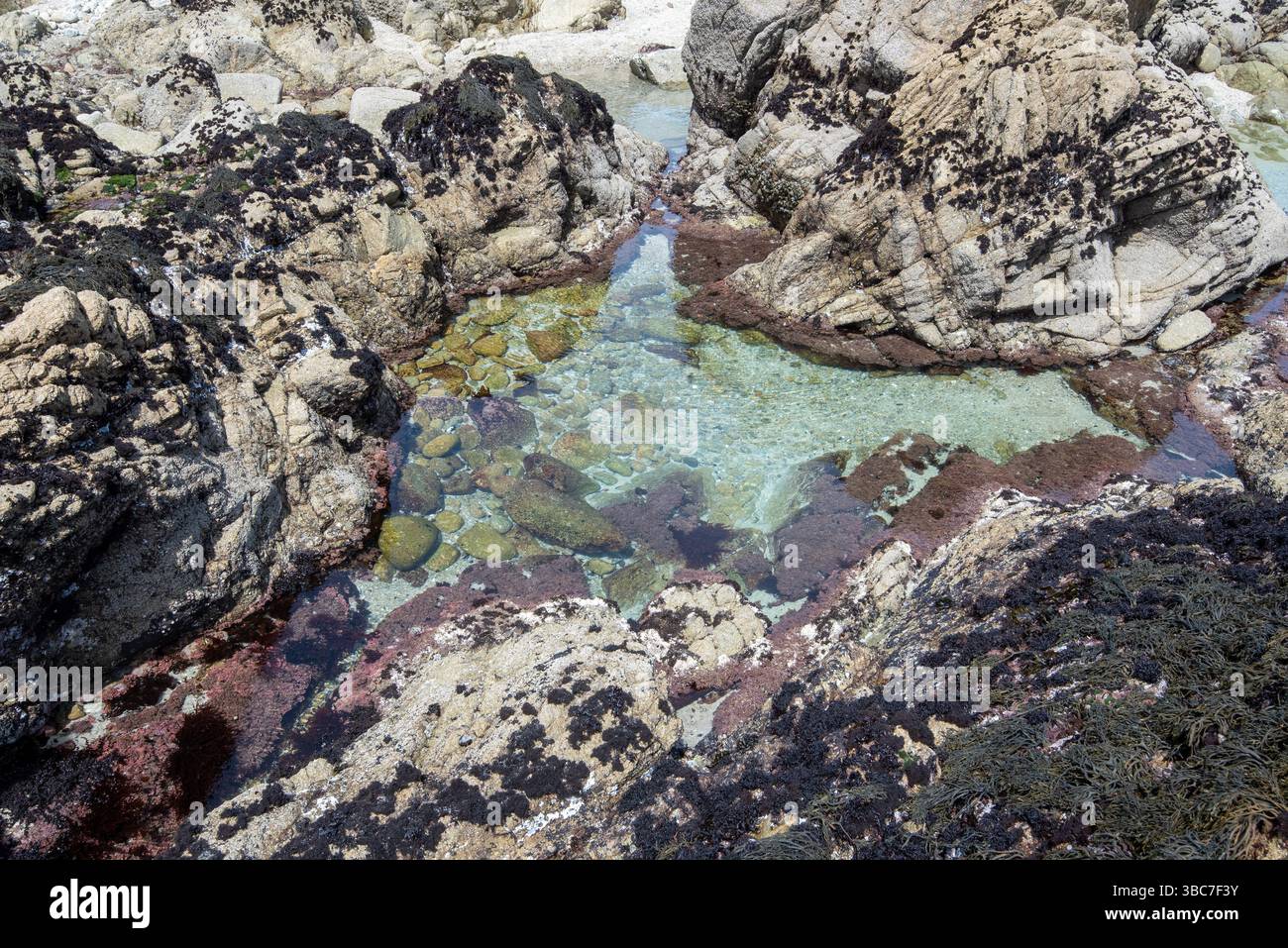 Tide pool in the Pacific Coast, California, USA Stock Photo - Alamy