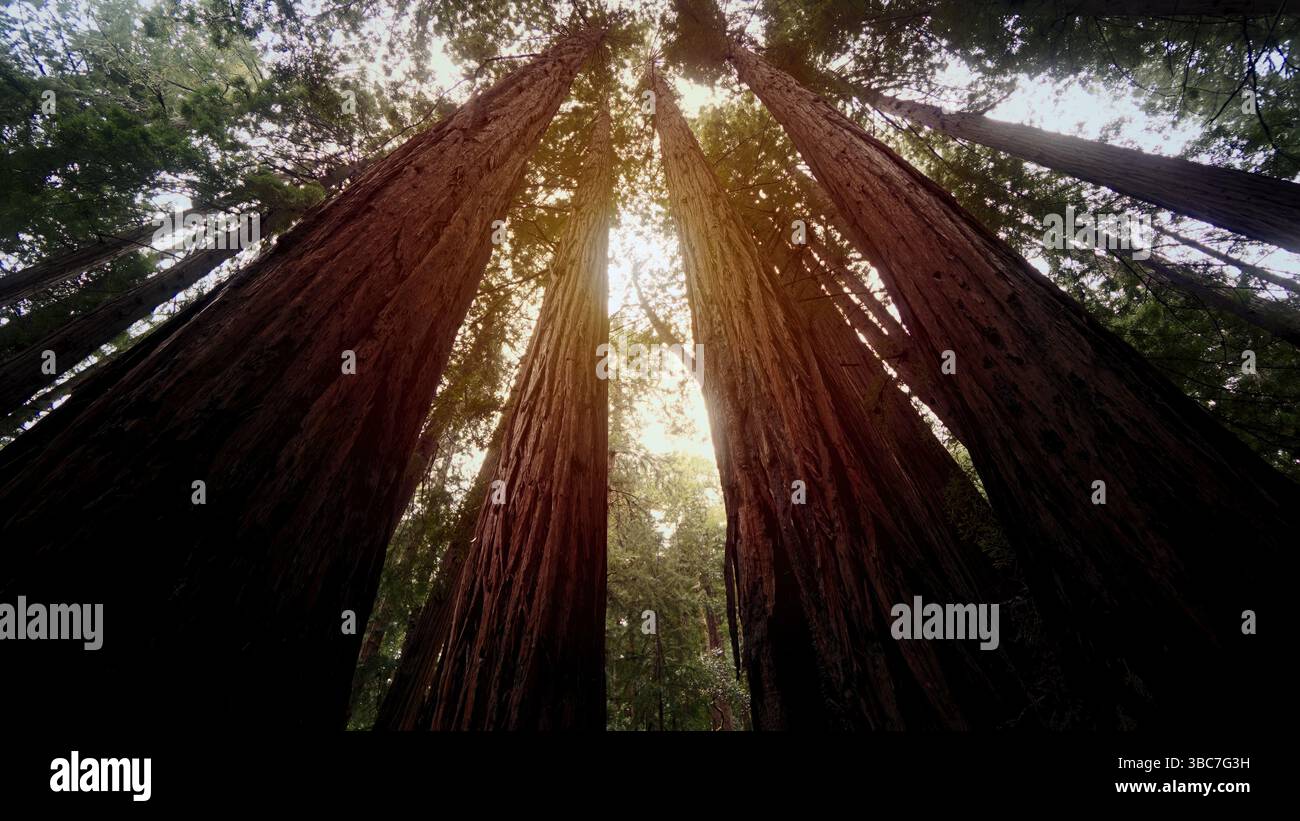 Sunlight filtering through giant redwood trees in Redwood National Park ...