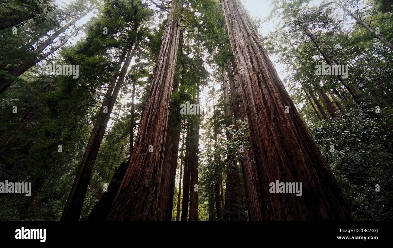 Redwood trees dominate the landscape, their towering trunks reaching ...