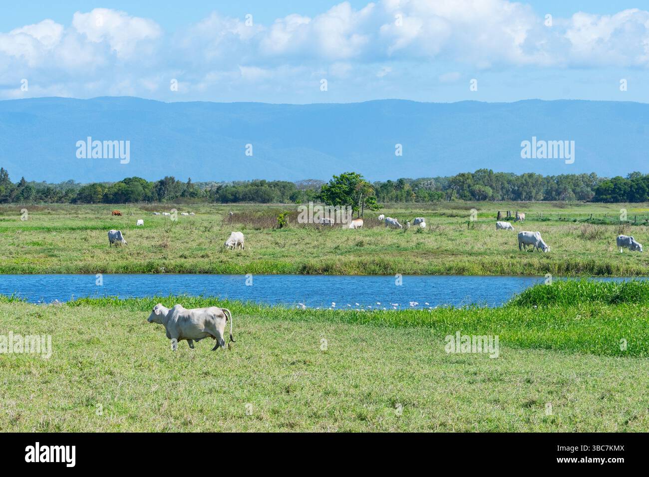 Cattle grazing in paddocks at Mungalla Station, Queensland, QLD ...
