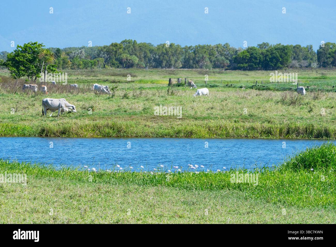 Cattle grazing in paddocks at Mungalla Station, Queensland, QLD ...