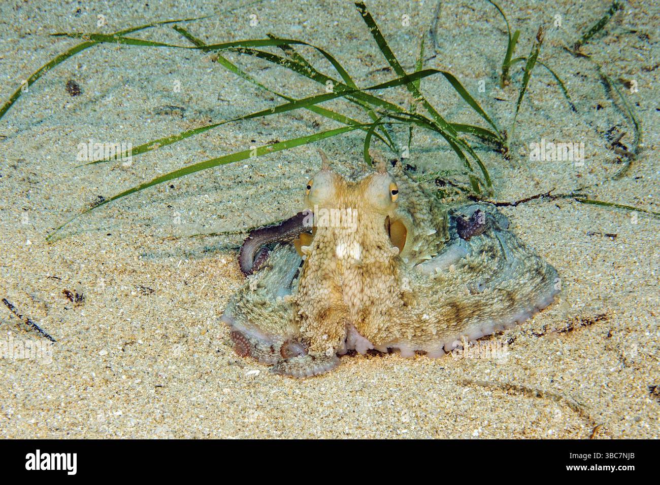 Small juvenile octopus (Octopus vulgaris) Baby octopus, eight-armed ...