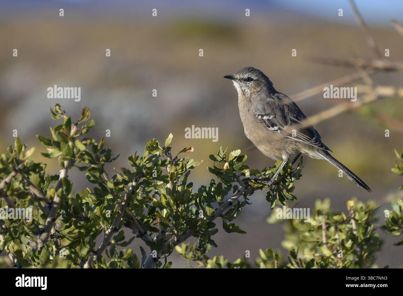 Patagonian Mockingbird (Mimus patagonicus) seen in the province of ...