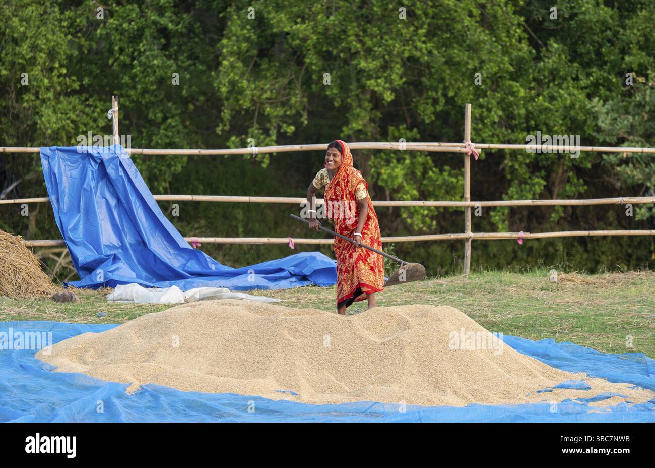 A woman farmer collect rice grains after dry in the sun in Morigaon ...