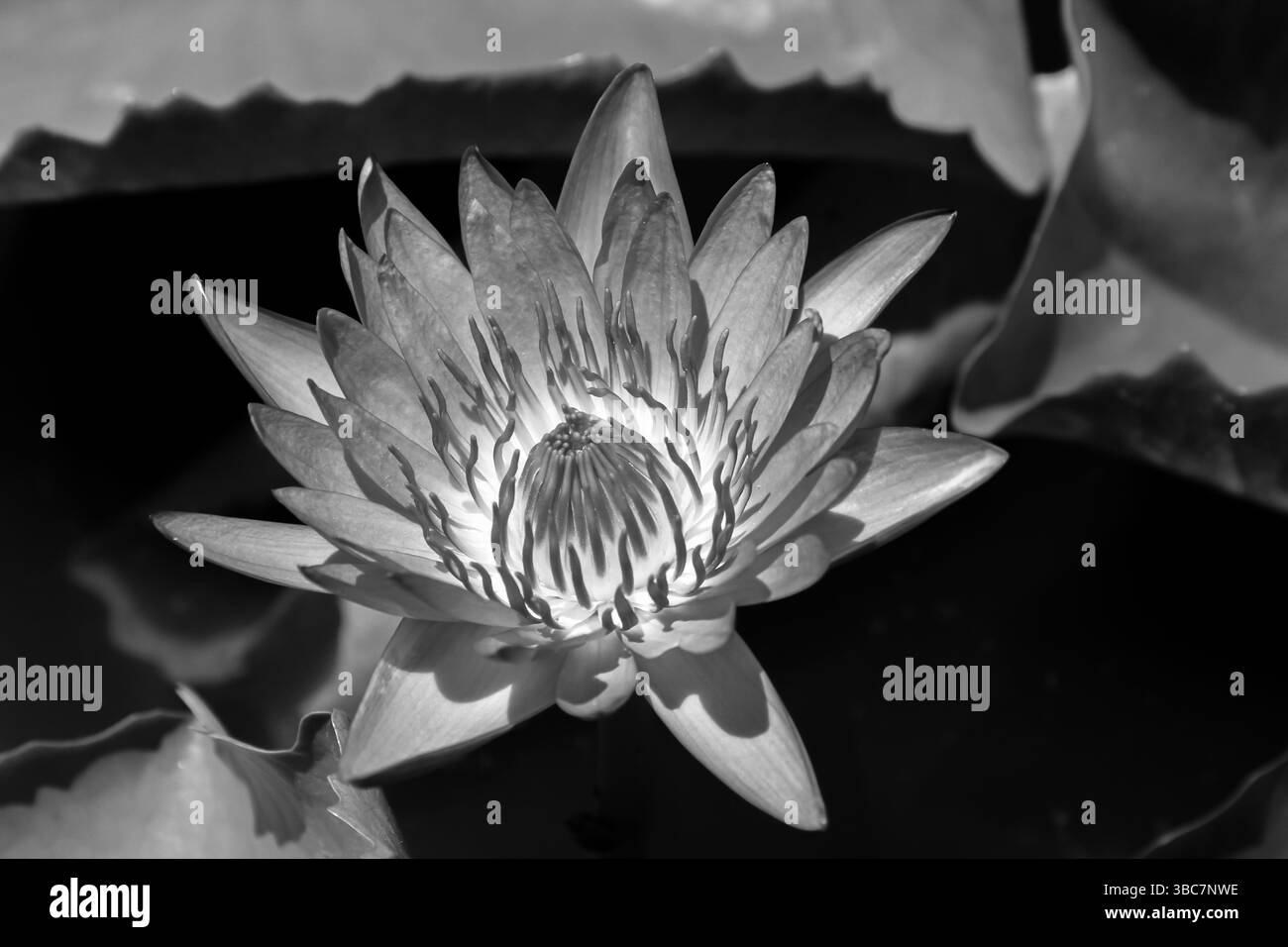 Full bloom water lily Black and White Stock Photos & Images - Alamy