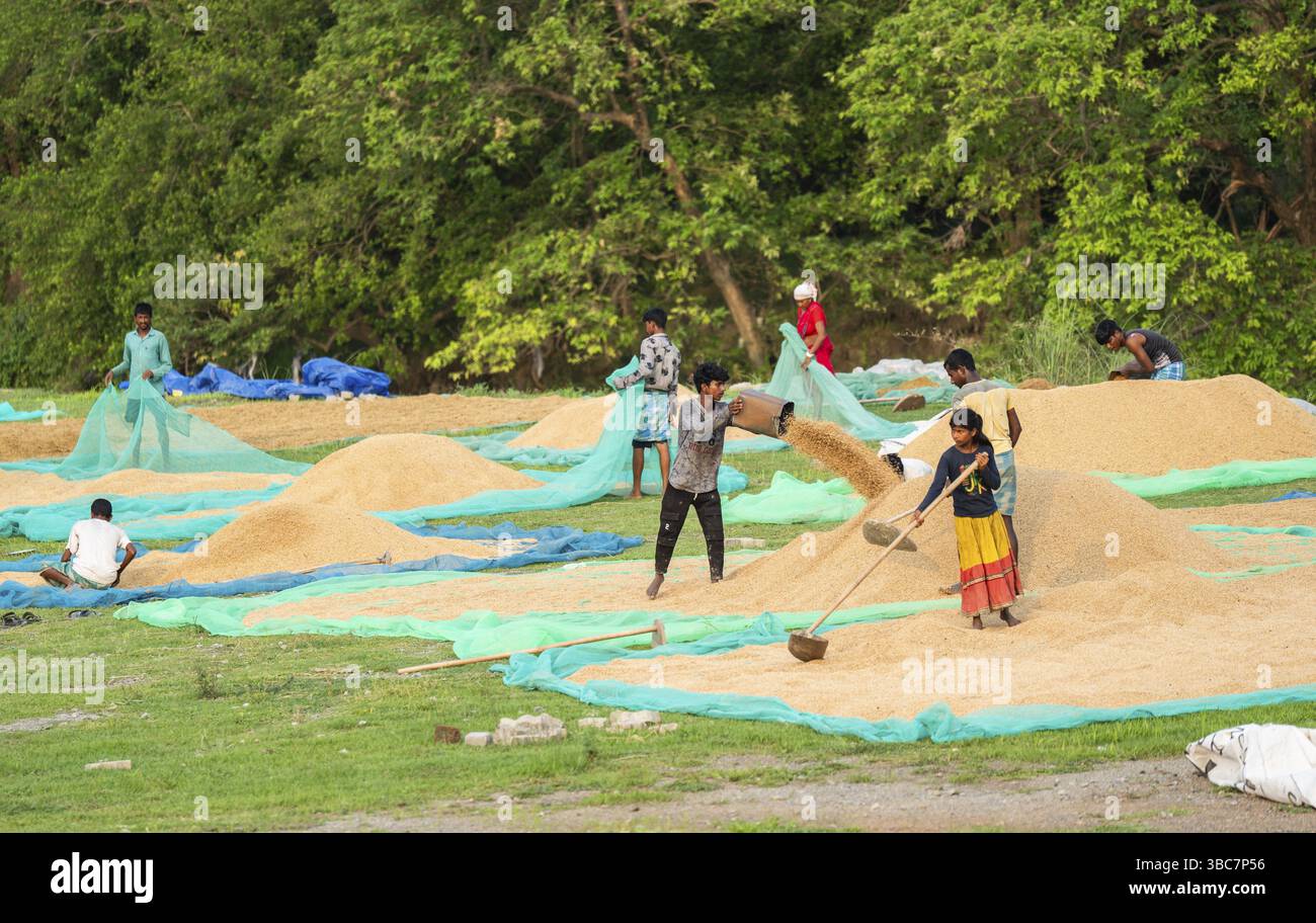 Farmers collect rice grains after dry in the sun in Morigaon, India on ...