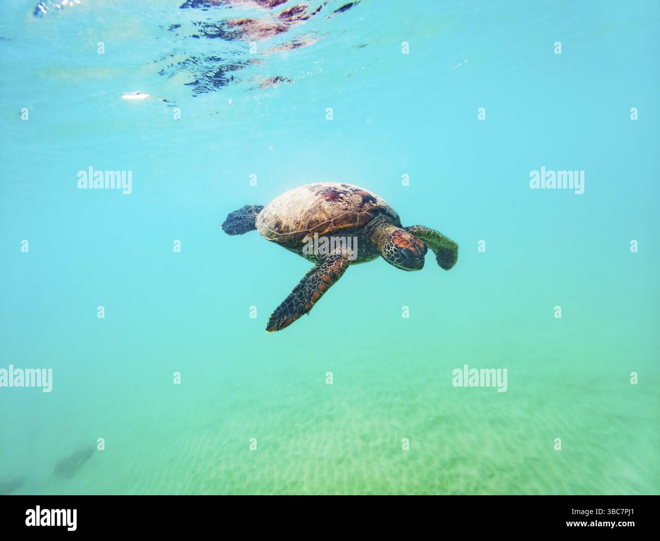 Sea turtle (Chelonia mydas), underwater, Galapagos, Ecuador, South ...