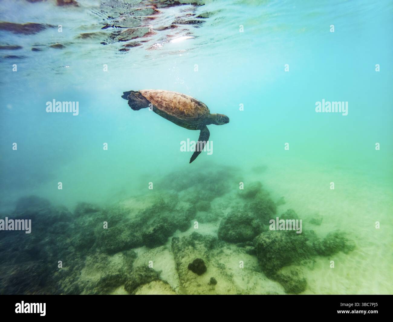 Sea turtle (Chelonia mydas), underwater, Galapagos, Ecuador, South ...