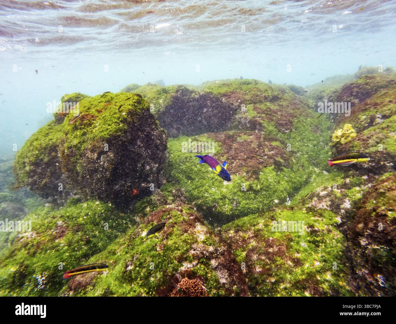 Spanish hogfish (Bodianus rufus), underwater, Galapagos, Ecuador, South ...