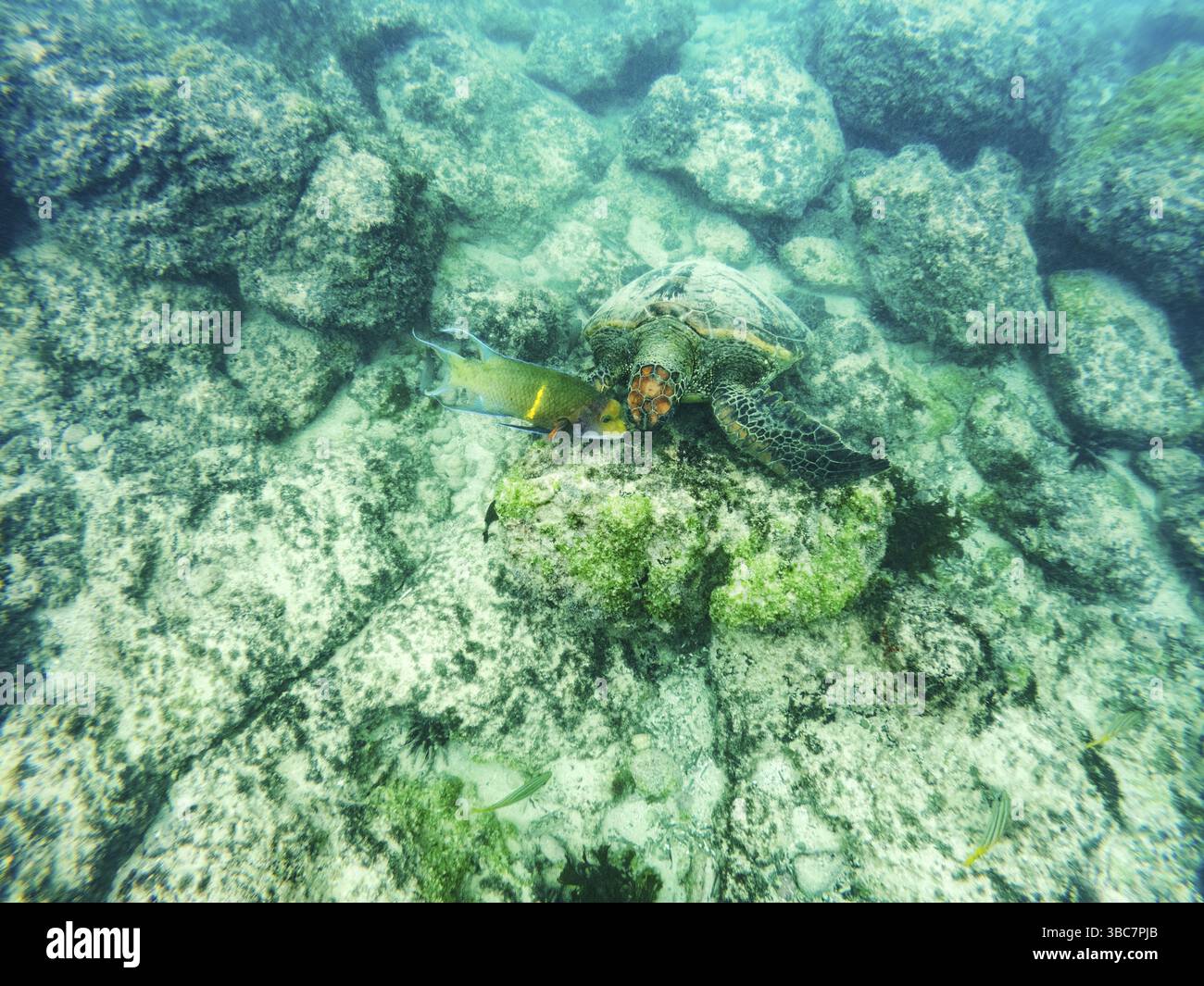 Sea turtle (Chelonia mydas), underwater, Galapagos, Ecuador, South ...